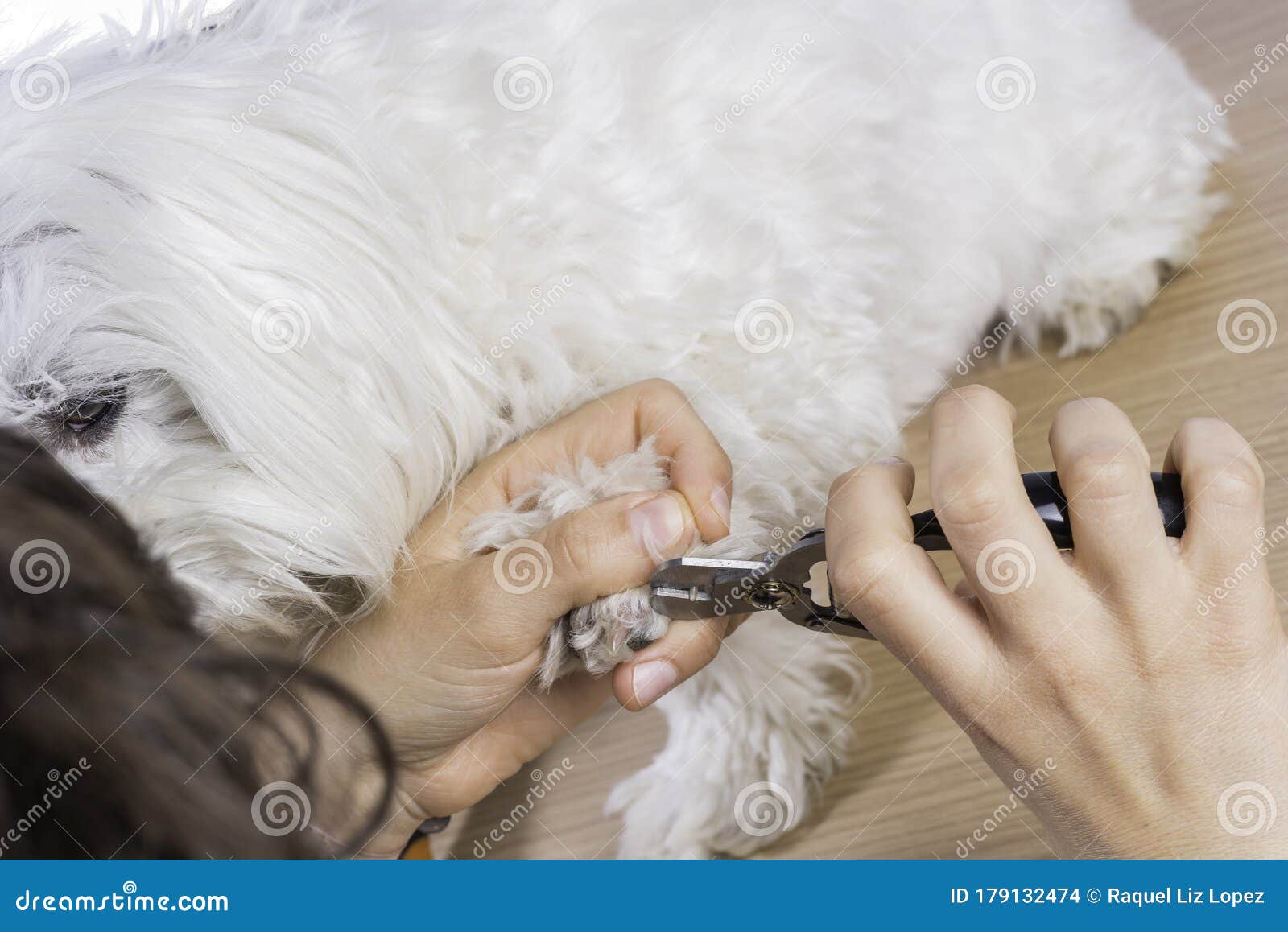 Cutting pet nails. stock photo. Image of aesthetics - 179132474