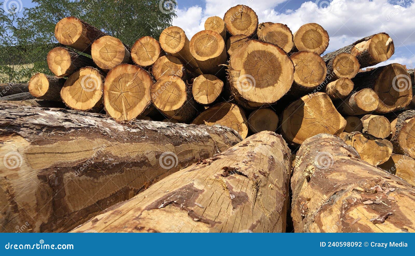 Cutting of Pine Trees and Production for Carpentry Stock Photo - Image of cutting, carpenter ...