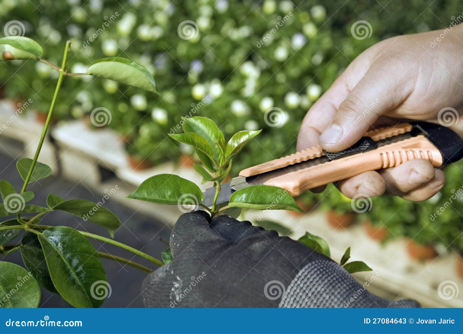 Cutting plant stock image. Image of hands, seed, nature - 27084643