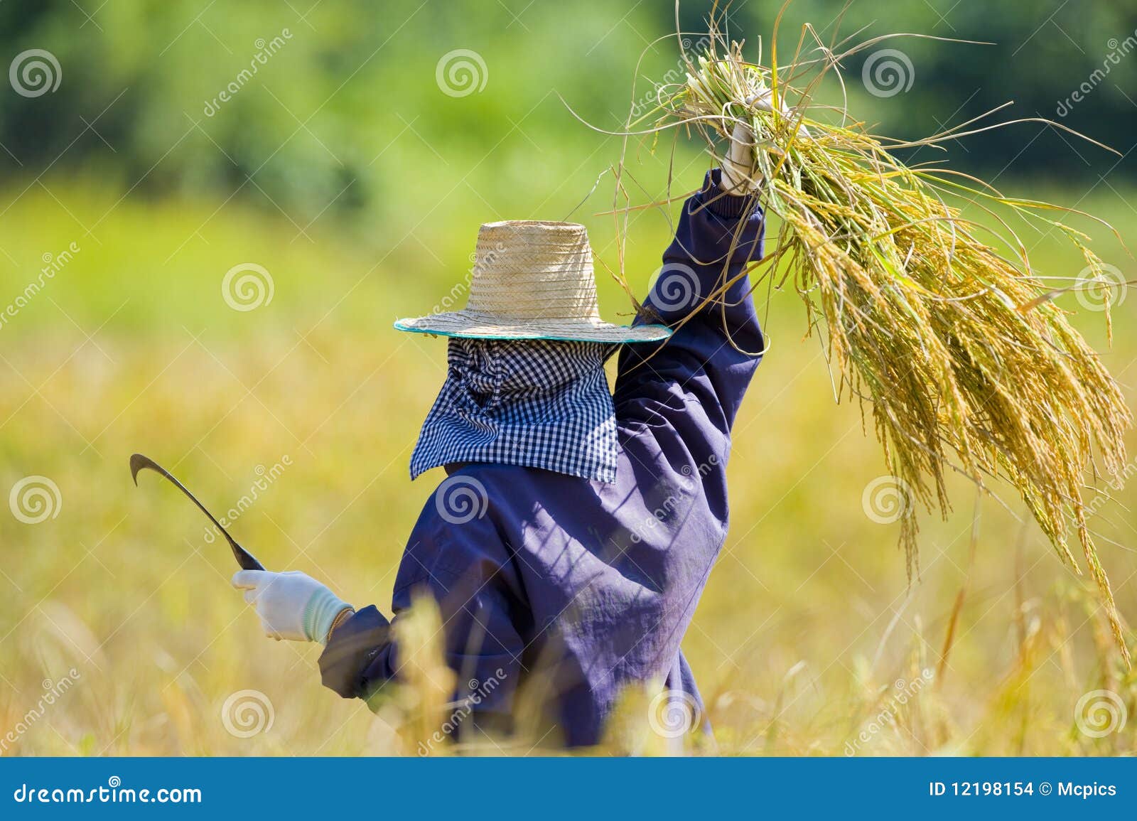 Cutting rice in the fields stock photo. Image of cutting - 12198154