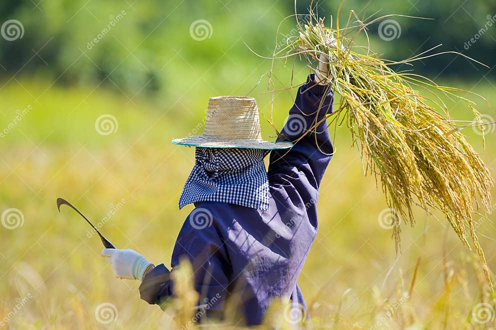 Cutting rice in the fields stock photo. Image of cutting - 12198154