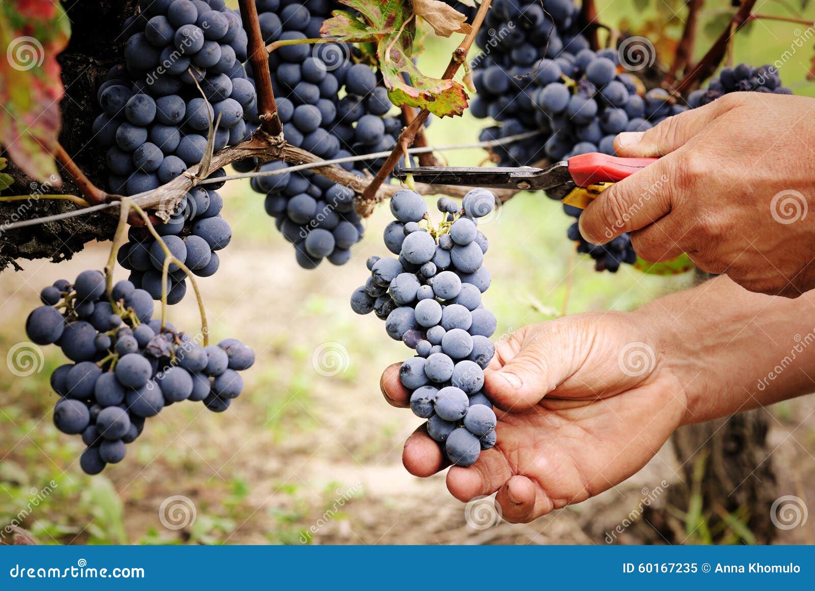 Cutting ripe grape stock image. Image of blue, work, vine - 60167235