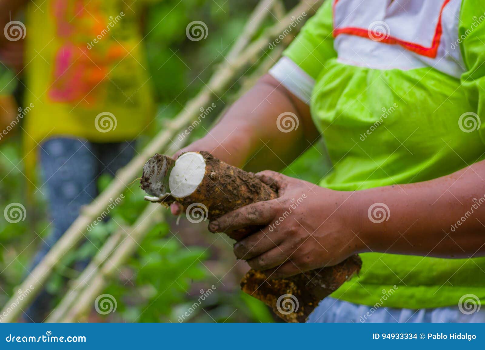 Cutting a Root of Yucca Plant, Inside of the Amazon Forest in Cuyabeno ...