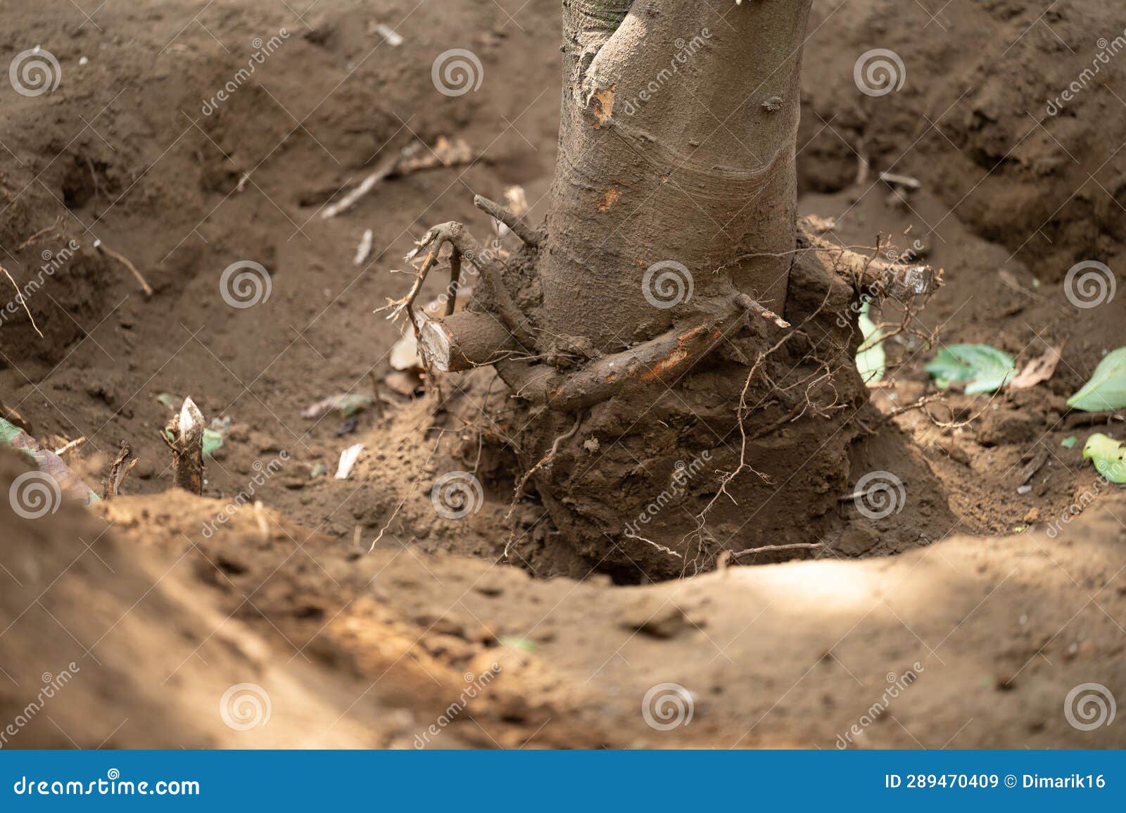 Cutting Roots from Trunk Tree Stock Image - Image of ground, forestry ...