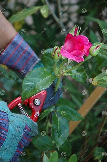 Cutting roses stock photo. Image of botany, gardening - 2578650