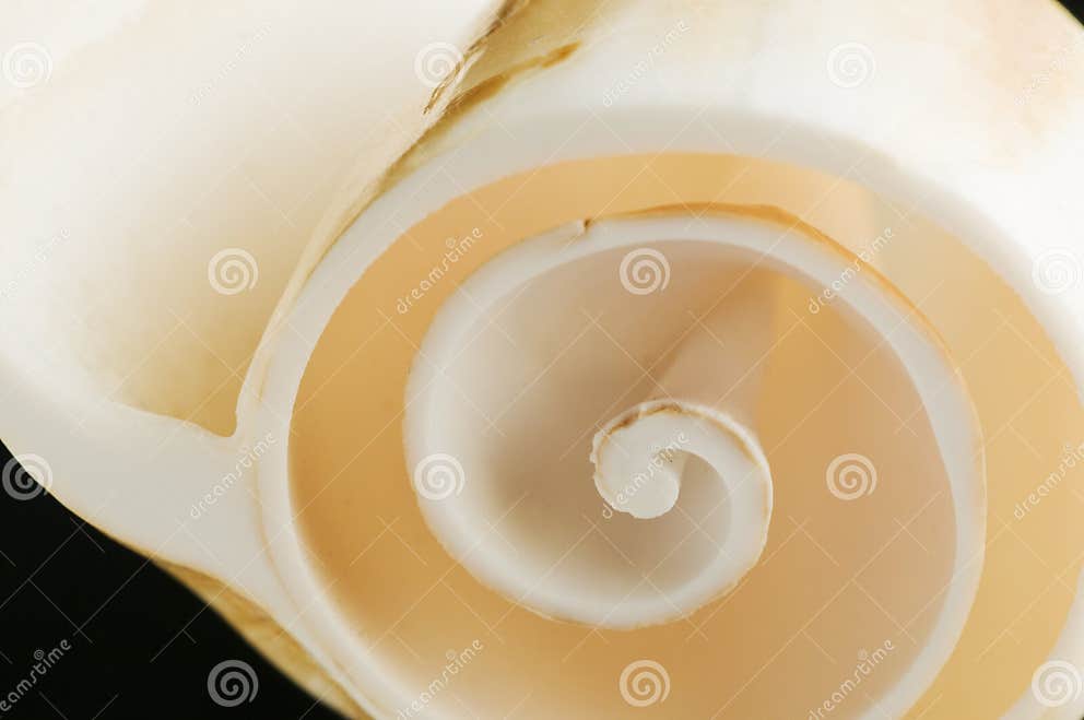 Cutting round snail stock photo. Image of isolated, cover - 7969808