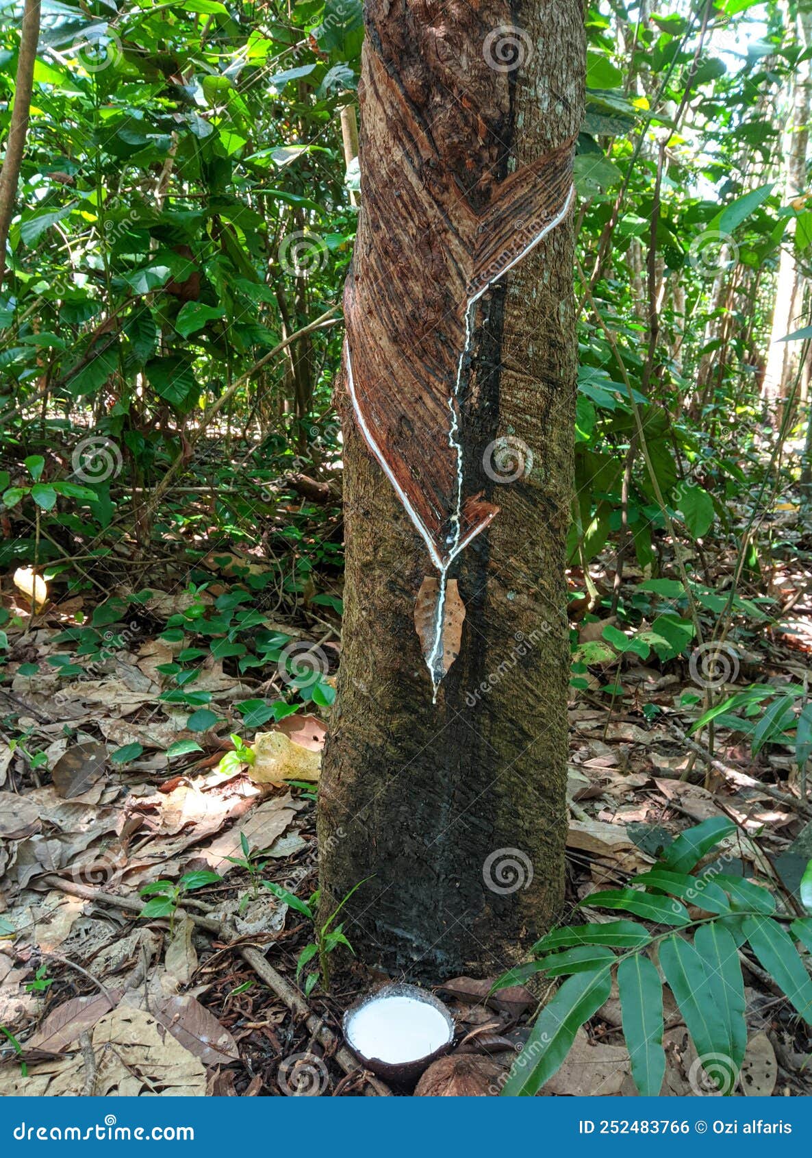 Cutting a Rubber Tree in the Morning Stock Photo - Image of leaf, soil ...