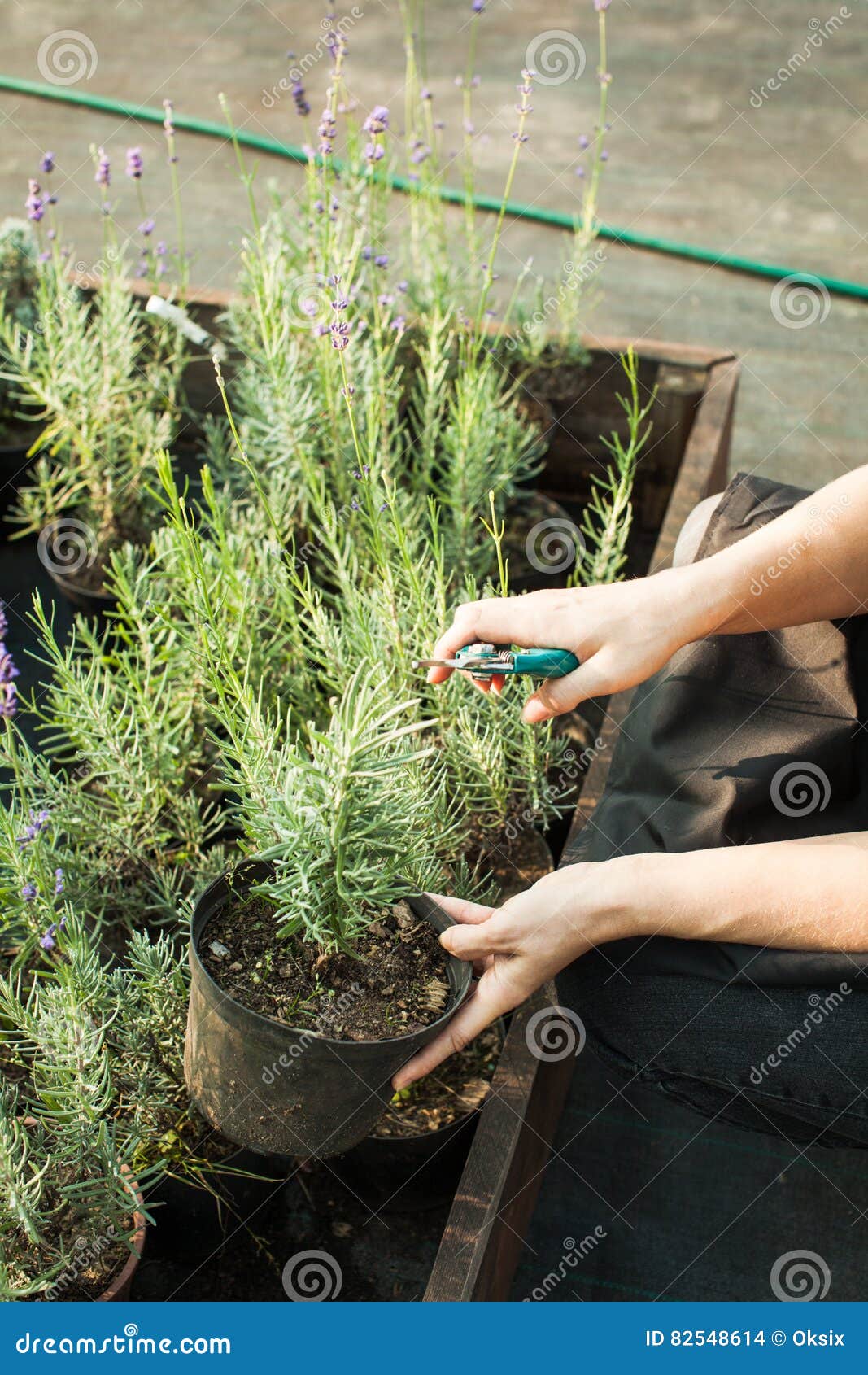 Cutting seedlings in a pot stock photo. Image of botany - 82548614