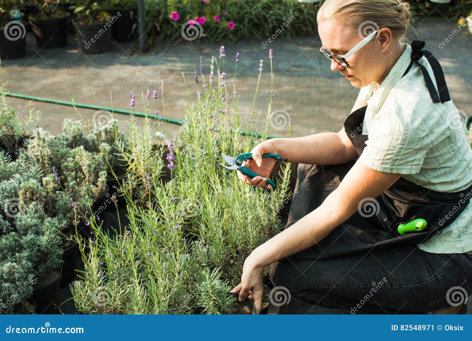 Cutting seedlings in a pot stock image. Image of botany - 82548971