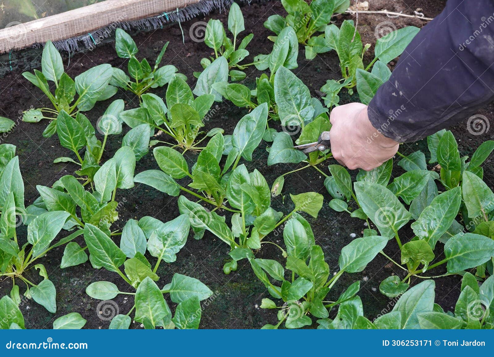 Cutting Spinach Leaves for Harvesting. Man Harvests Spinach Leaves with ...