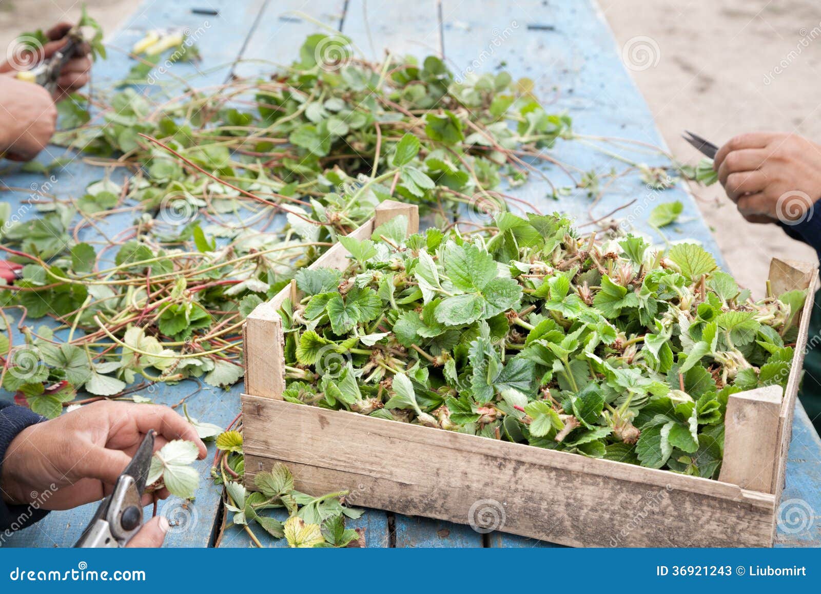 Cutting Strawberry Seedlings Stock Image - Image of farm, natural: 36921243