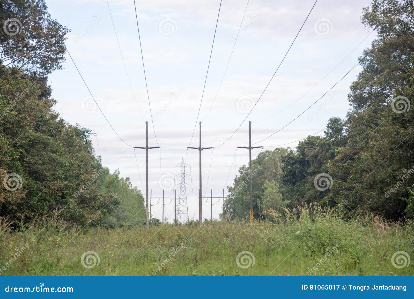 Cutting Timber for a High Voltage Cable through. the Channel Run Stock ...
