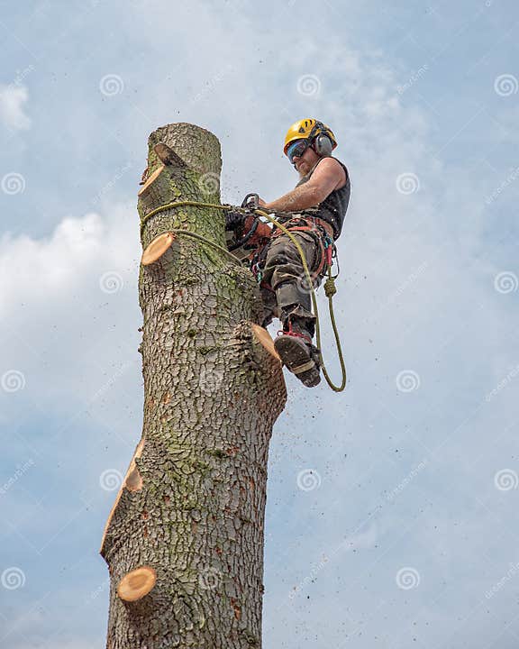 Cutting top off a tree stock photo. Image of helmet - 201706420
