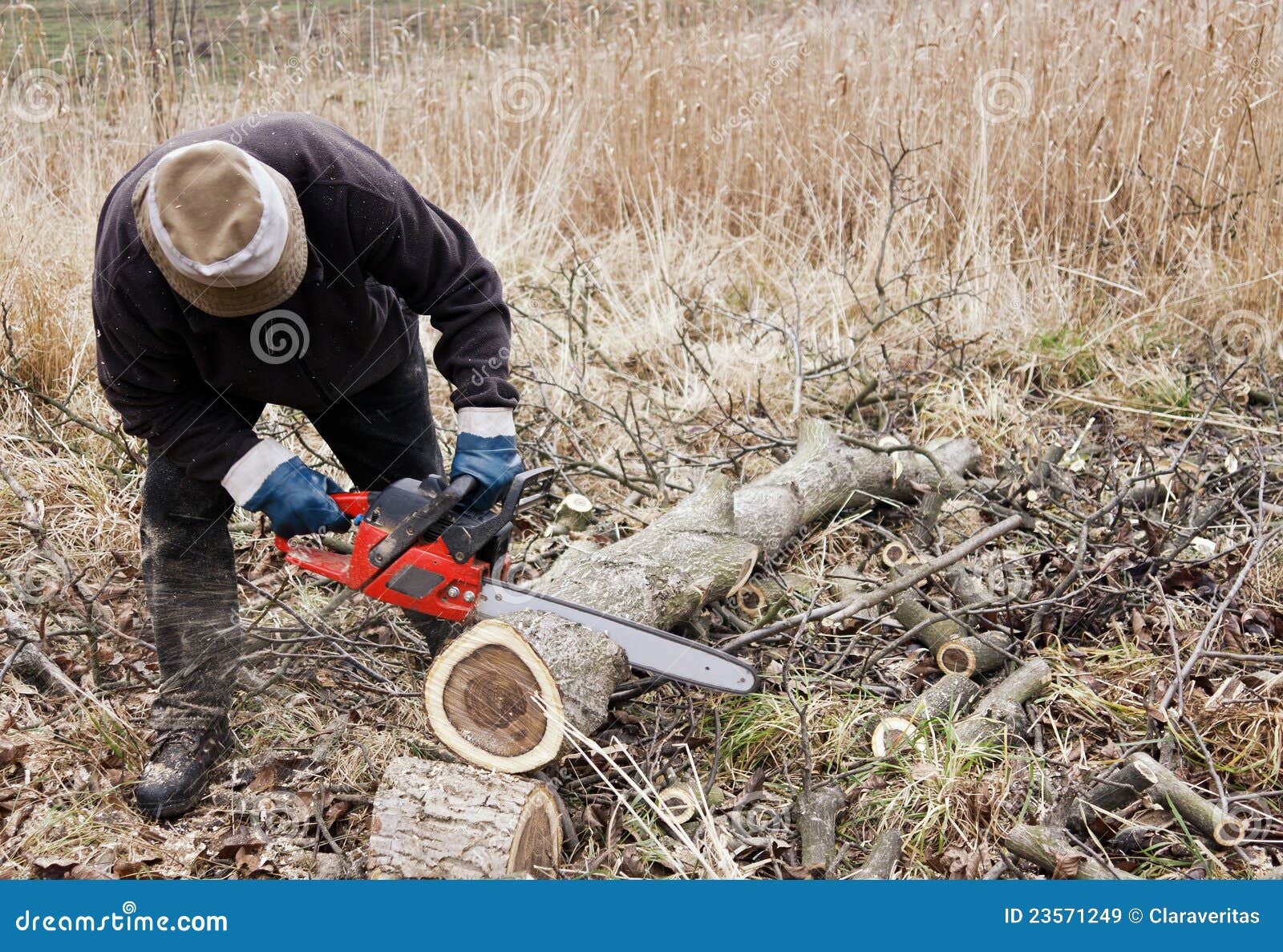 Cutting tree stock image. Image of lumber, protection - 23571249