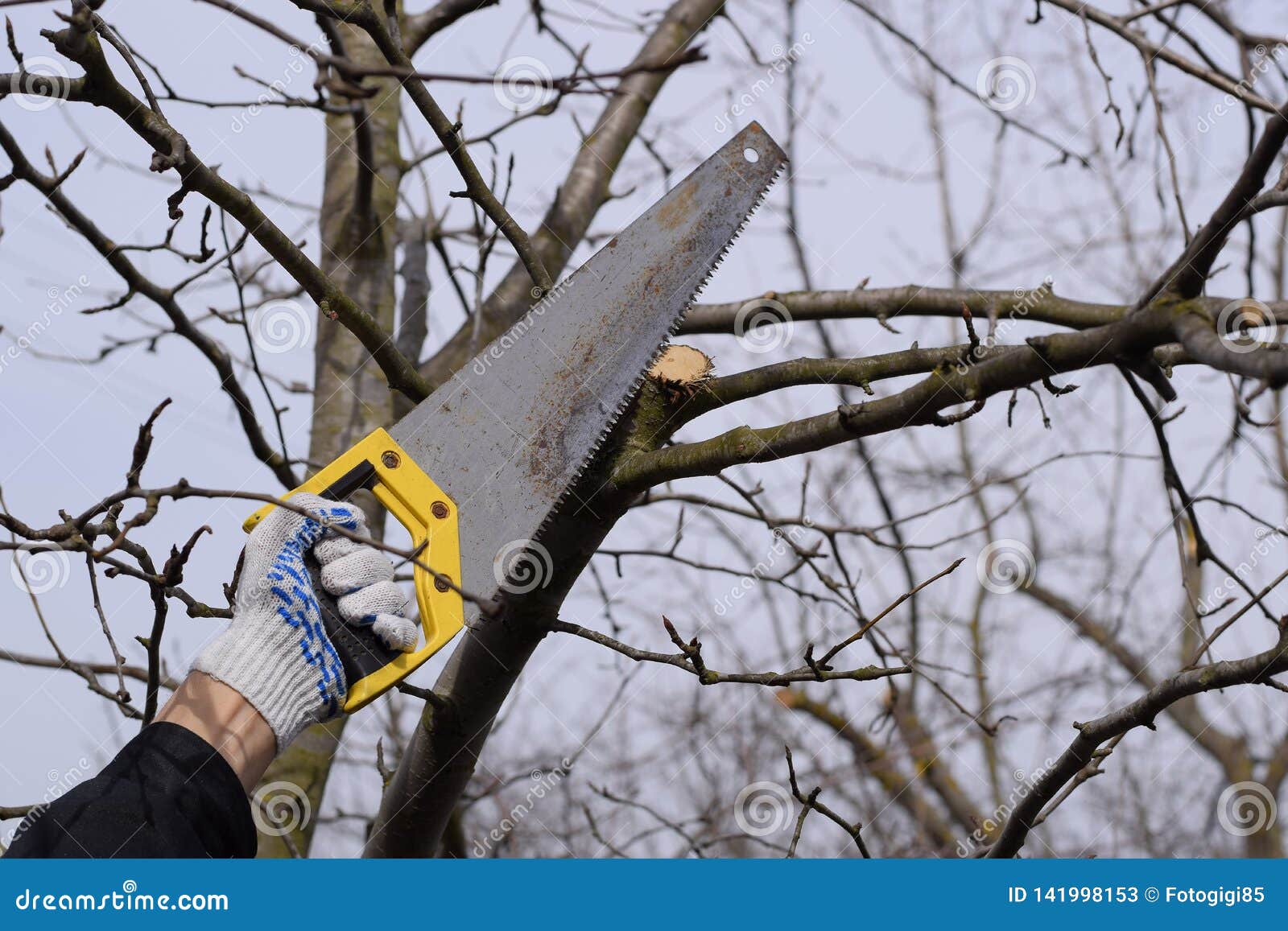 Cutting a Tree Branch with a Hand Garden Saw Stock Image - Image of ...