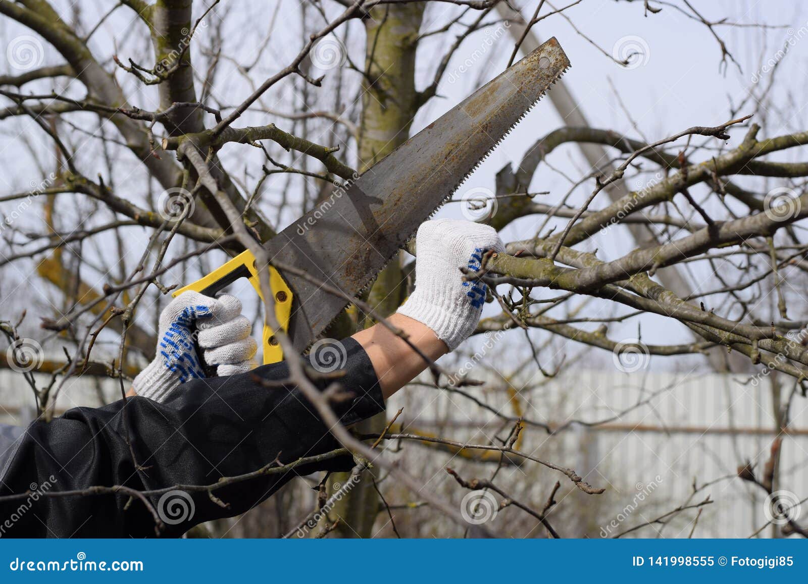 Cutting a Tree Branch with a Hand Garden Saw Stock Image - Image of ...