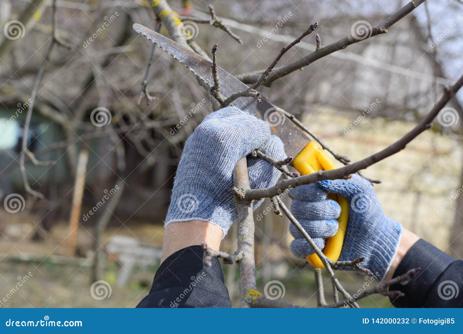 Cutting a Tree Branch with a Hand Garden Saw Stock Photo - Image of ...