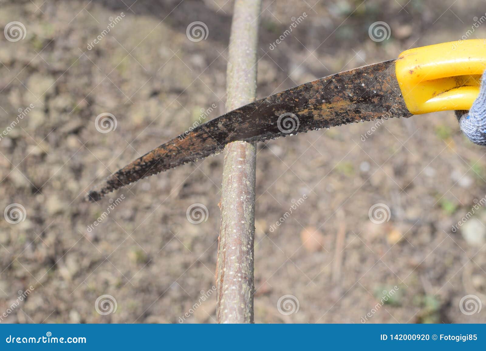 Cutting a Tree Branch with a Hand Garden Saw Stock Photo - Image of ...