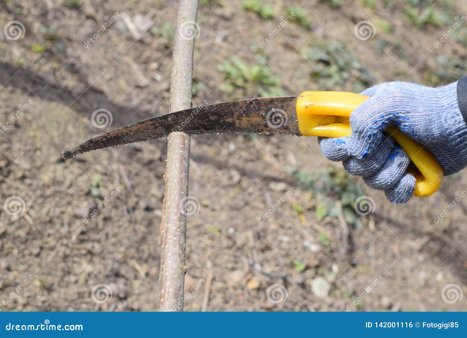 Cutting a Tree Branch with a Hand Garden Saw Stock Photo - Image of ...