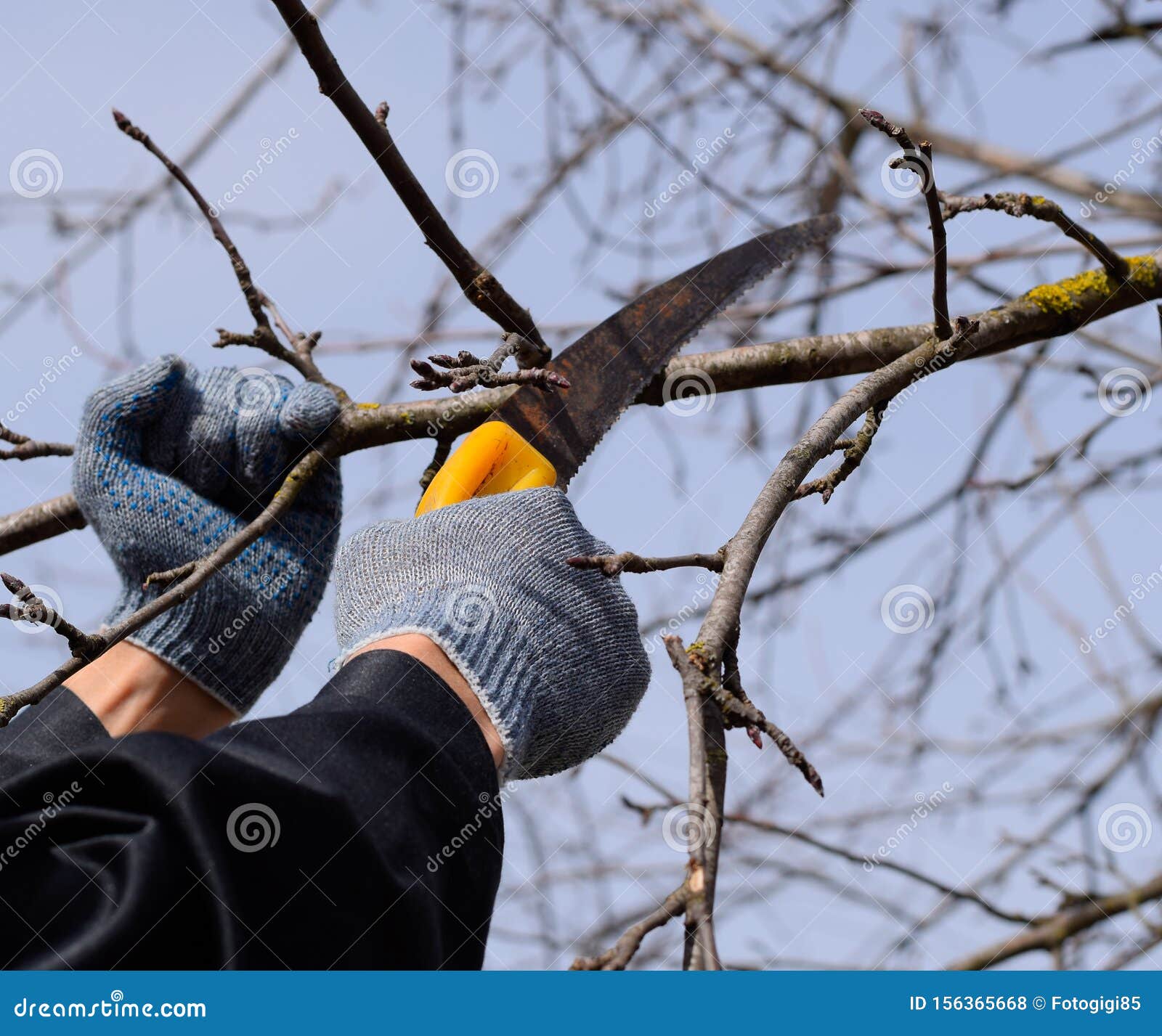 Cutting a Tree Branch with a Hand Garden Saw Stock Photo - Image of ...