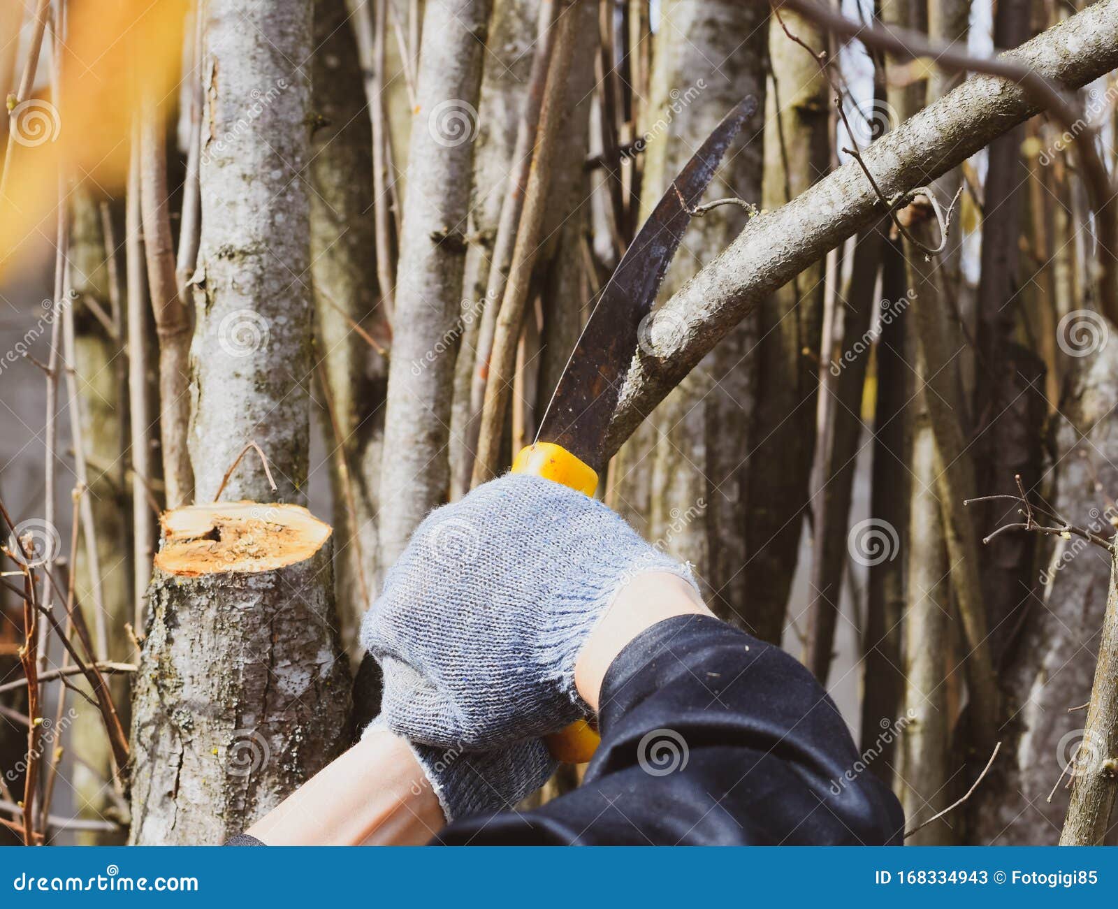 Cutting a Tree Branch with a Hand Garden Saw Stock Image - Image of ...