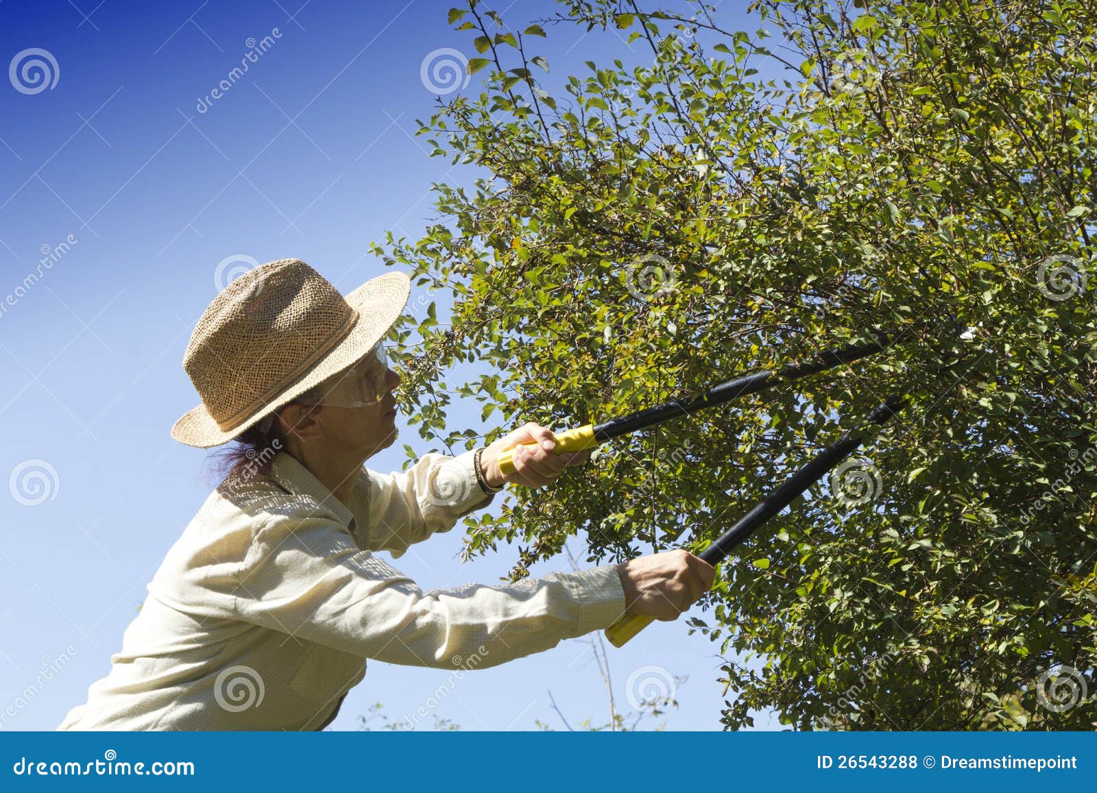 Cutting Tree Branches and Hedge Stock Photo - Image of garden, beauty ...