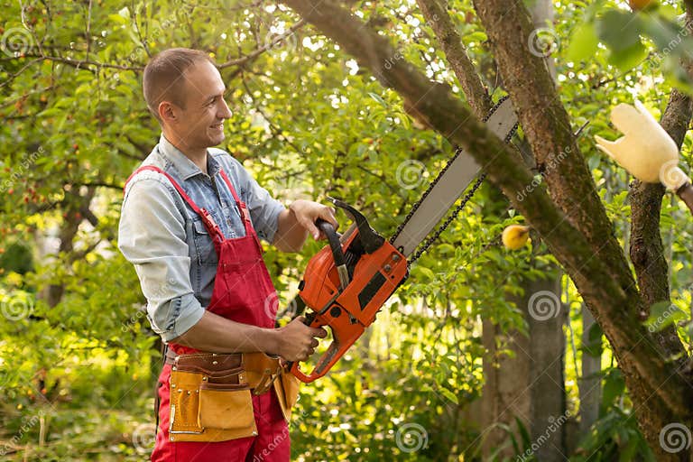 Cutting Tree Branches with a Pole Chain Saw Stock Photo - Image of ...