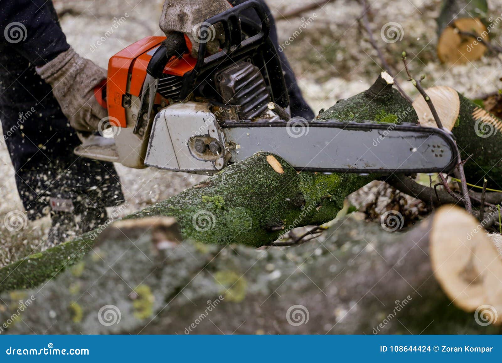 Cutting tree stock photo. Image of cutting, tree, equipment - 108644424