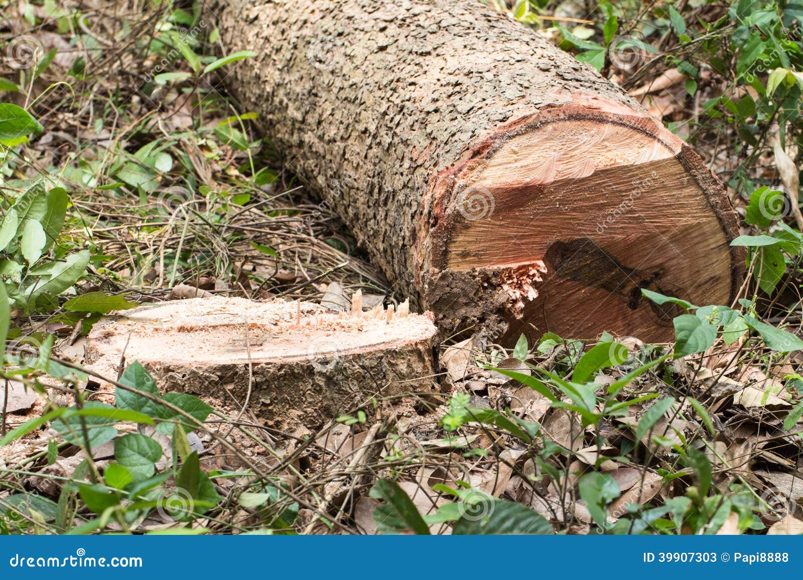 Cutting tree stock image. Image of tree, timber, woods - 39907303