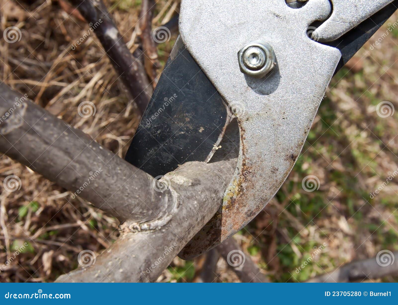 Cutting tree with clippers stock photo. Image of gardening - 23705280