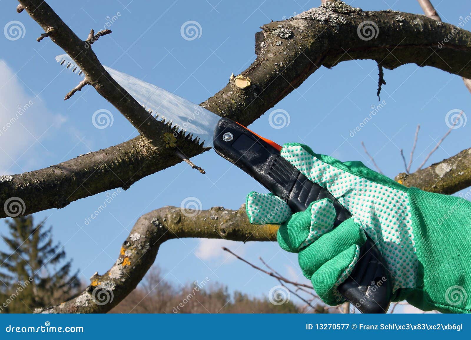 Cutting a tree limb stock image. Image of gloves, outdoors - 13270577