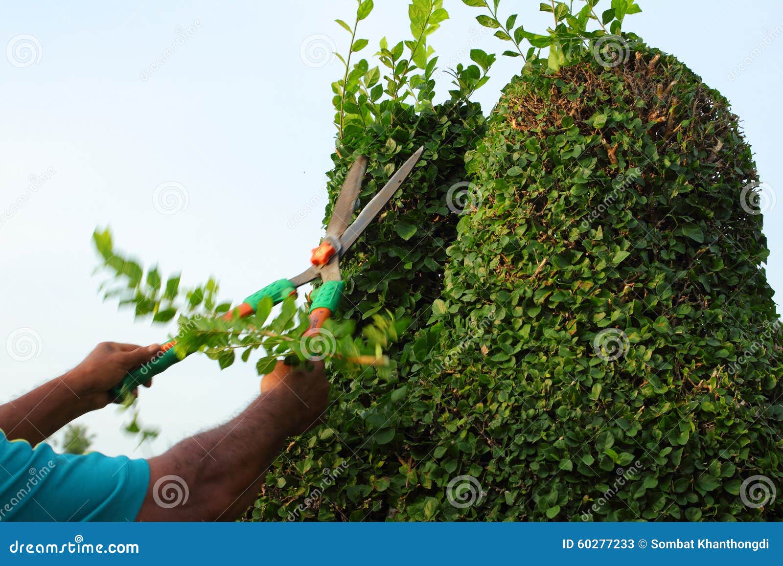 Cutting the tree stock image. Image of greencolor, hobbies - 60277233
