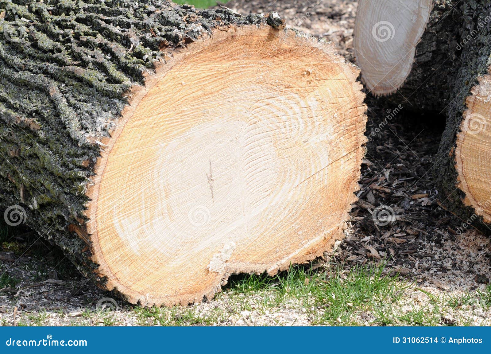 Cutting tree stock photo. Image of nature, bark, firewood - 31062514