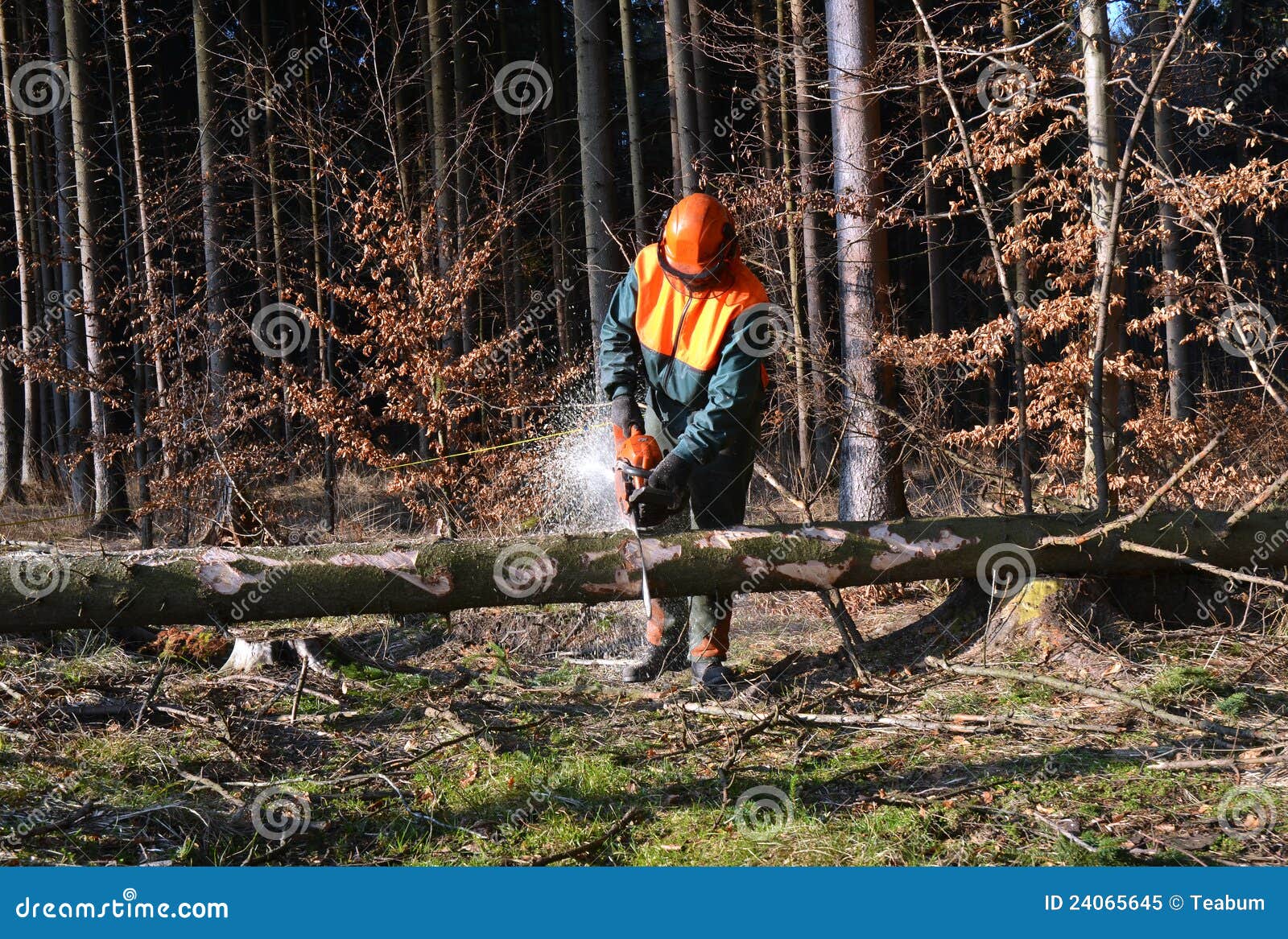 Cutting Tree in Pieces, Woodcutter Stock Image - Image of timber ...