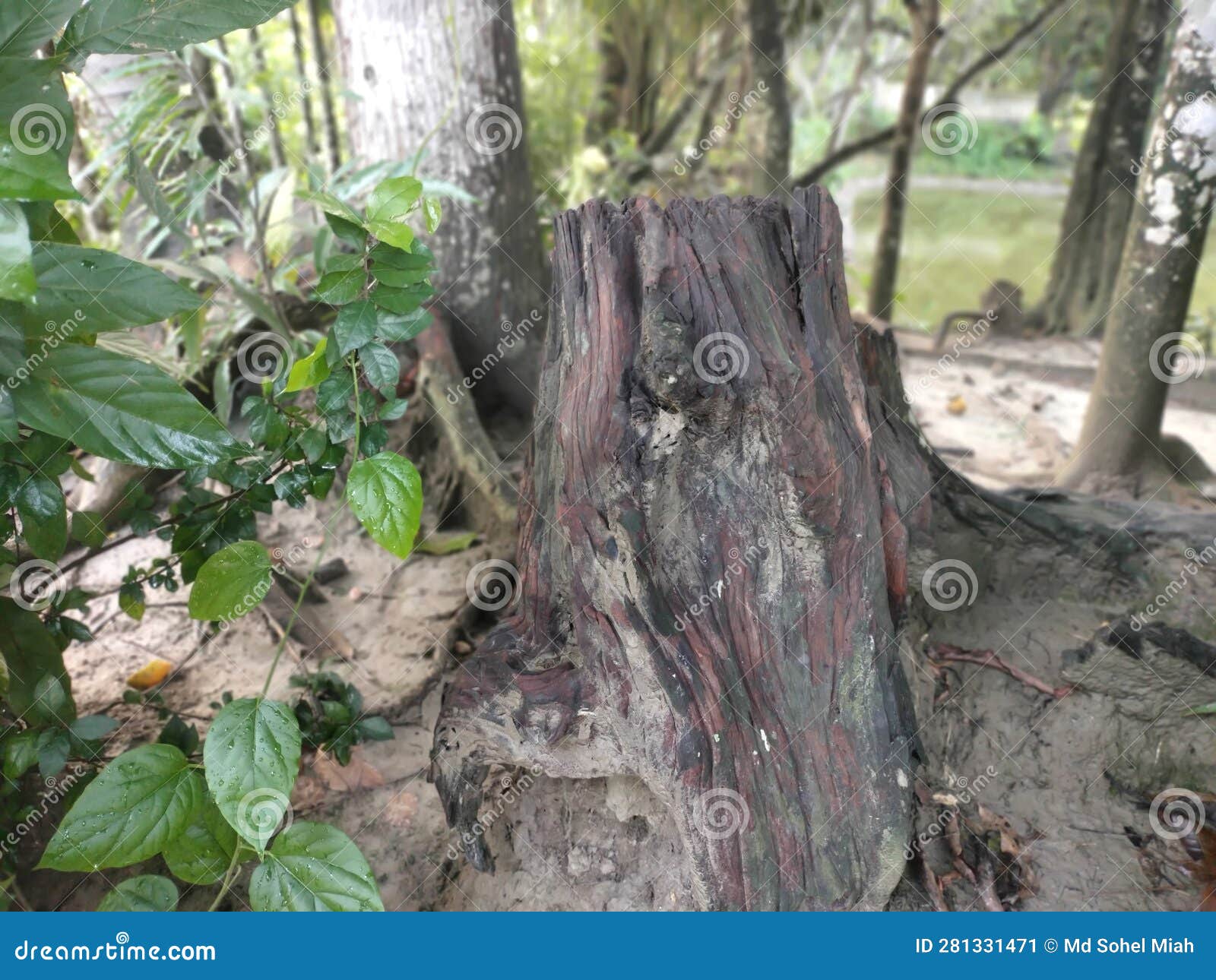 After Cutting the Tree, the Root of the Tree is Dry Stock Image - Image ...