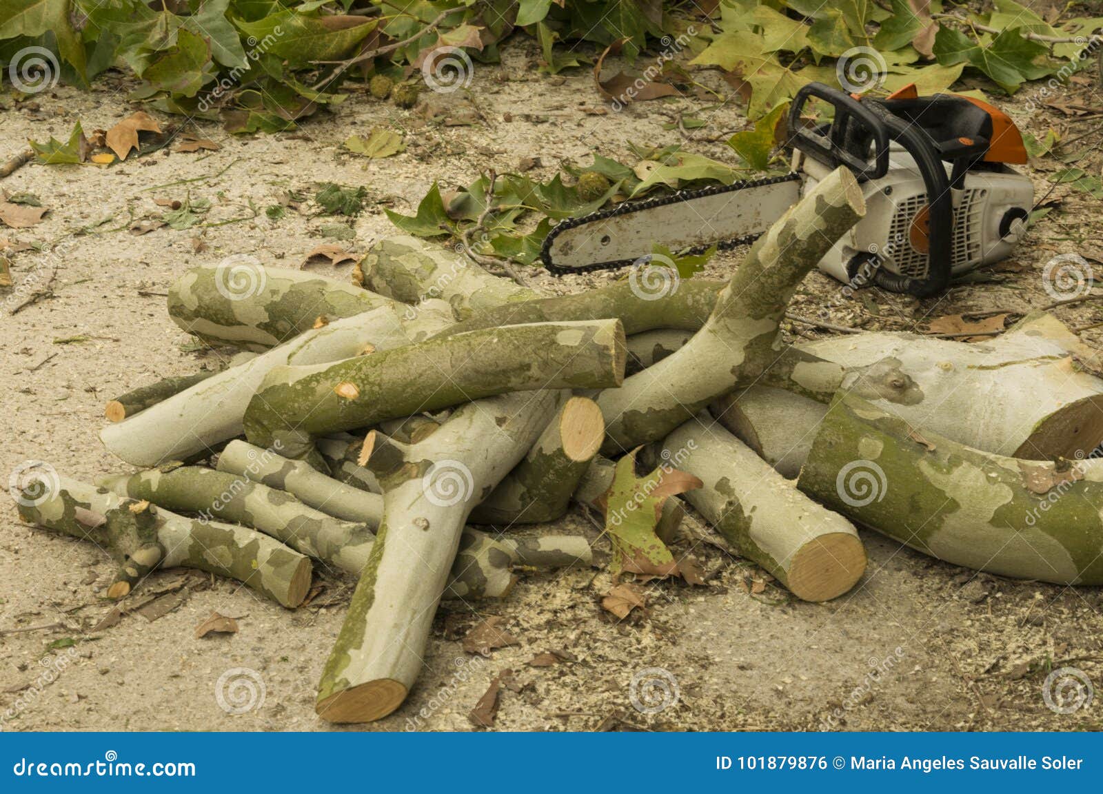 Cutting tree trunks. stock photo. Image of cylindrical - 101879876