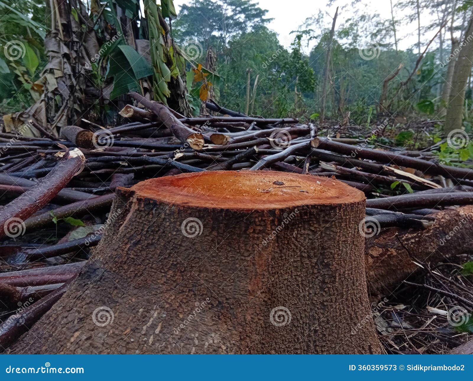 Cutting Trees And Shrubs Abstract Concept Vector Illustration ...