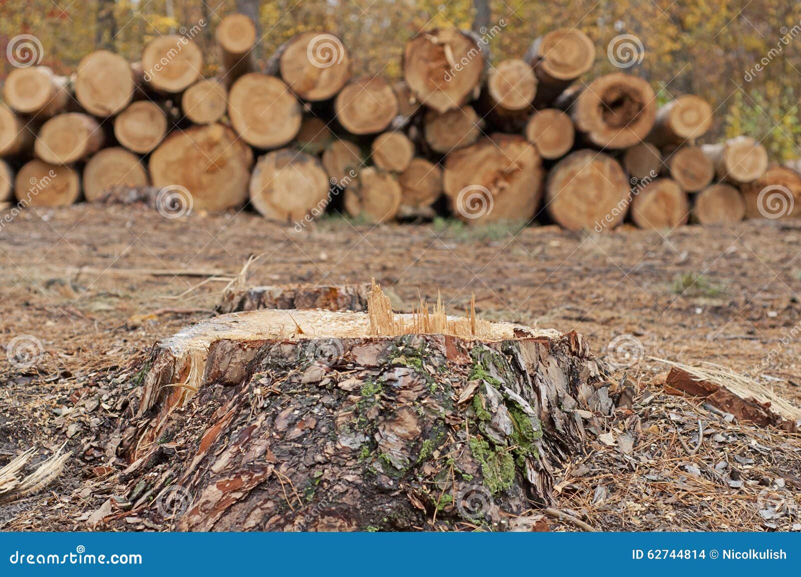 Cutting of trees stock photo. Image of tree, wood, stack - 62744814