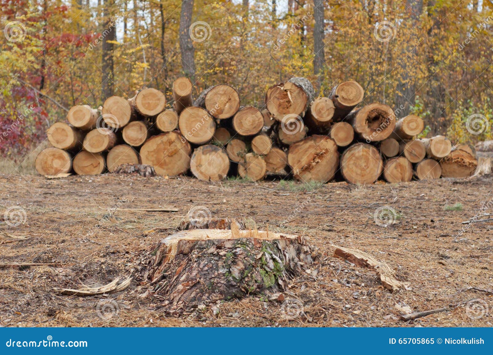 Cutting of trees stock image. Image of plant, cutting - 65705865