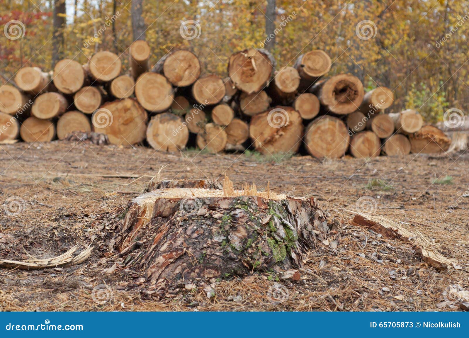Cutting of trees stock image. Image of deforestation - 65705873
