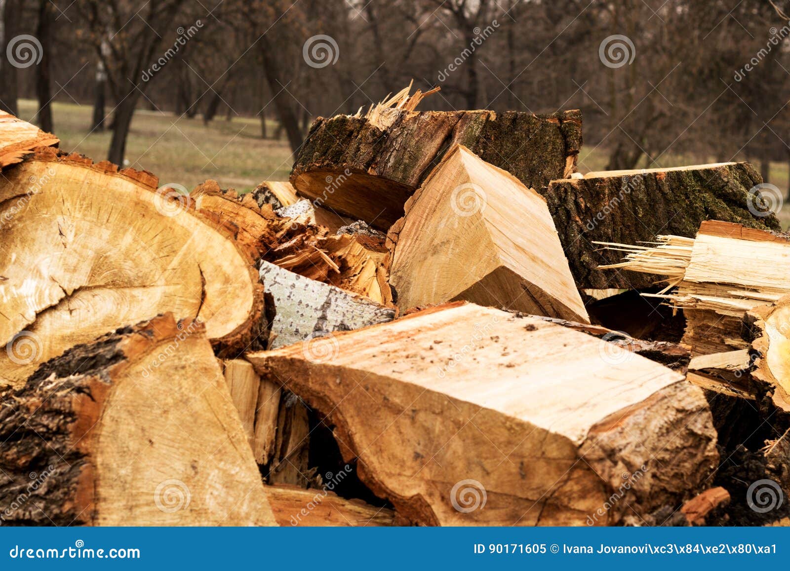 Cutting Trees in the Forest Stock Image - Image of fuel, cutting: 90171605
