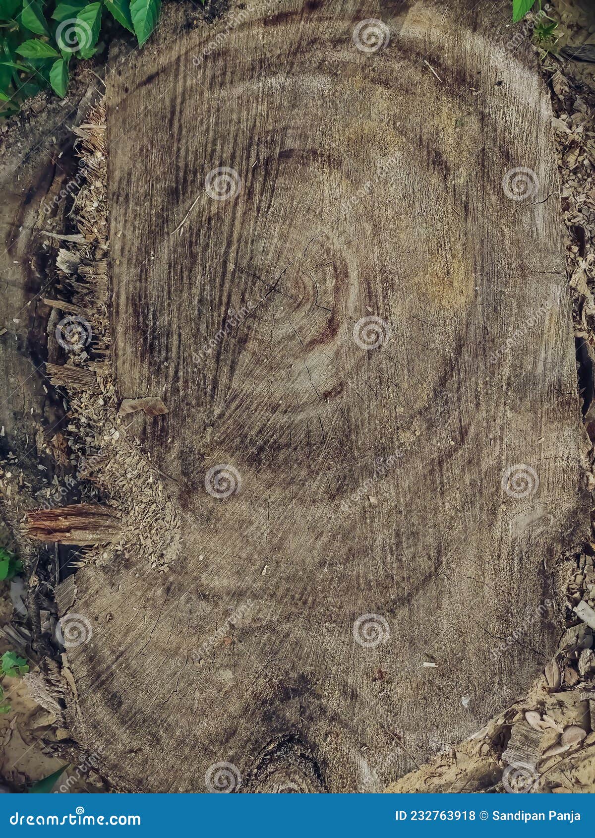 This is a Cutting Trees Trunk Surface Macro Shot in the Morning Stock ...