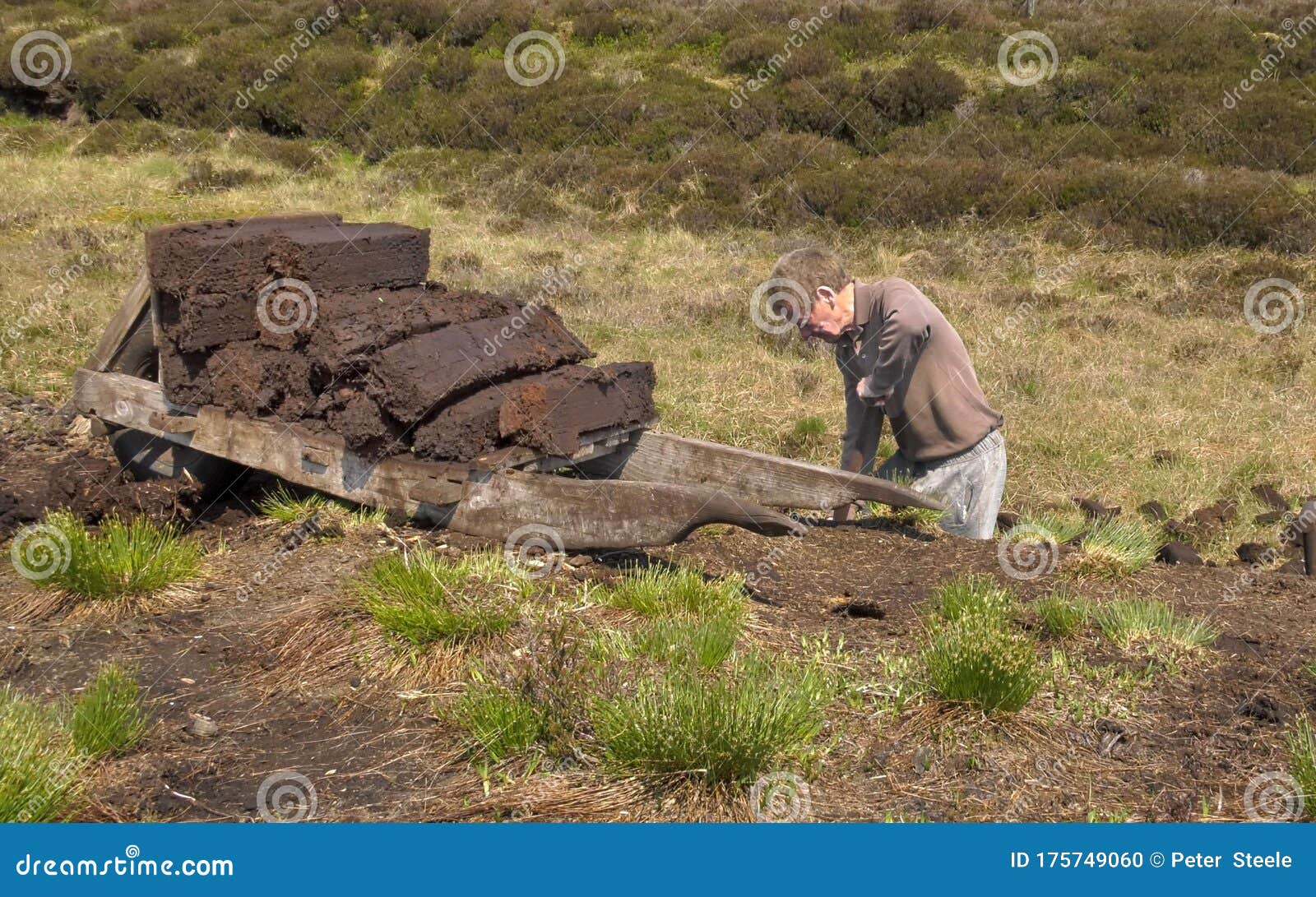 Cutting Turf Peat by Spade in Moss Bog in Ireland Stock Photo - Image ...