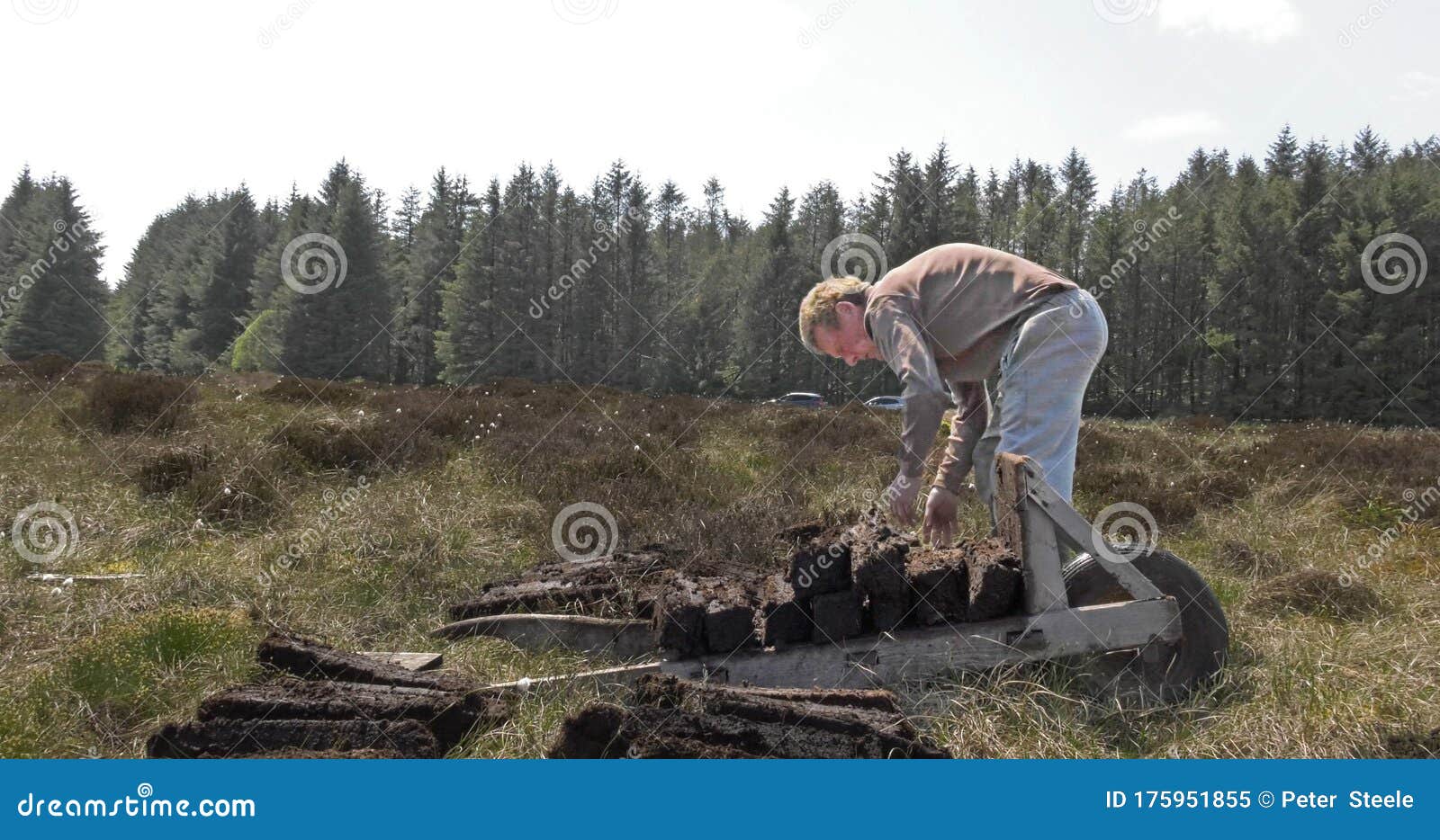 Cutting Turf Peat by Spade in Moss Bog in Ireland Stock Image - Image ...