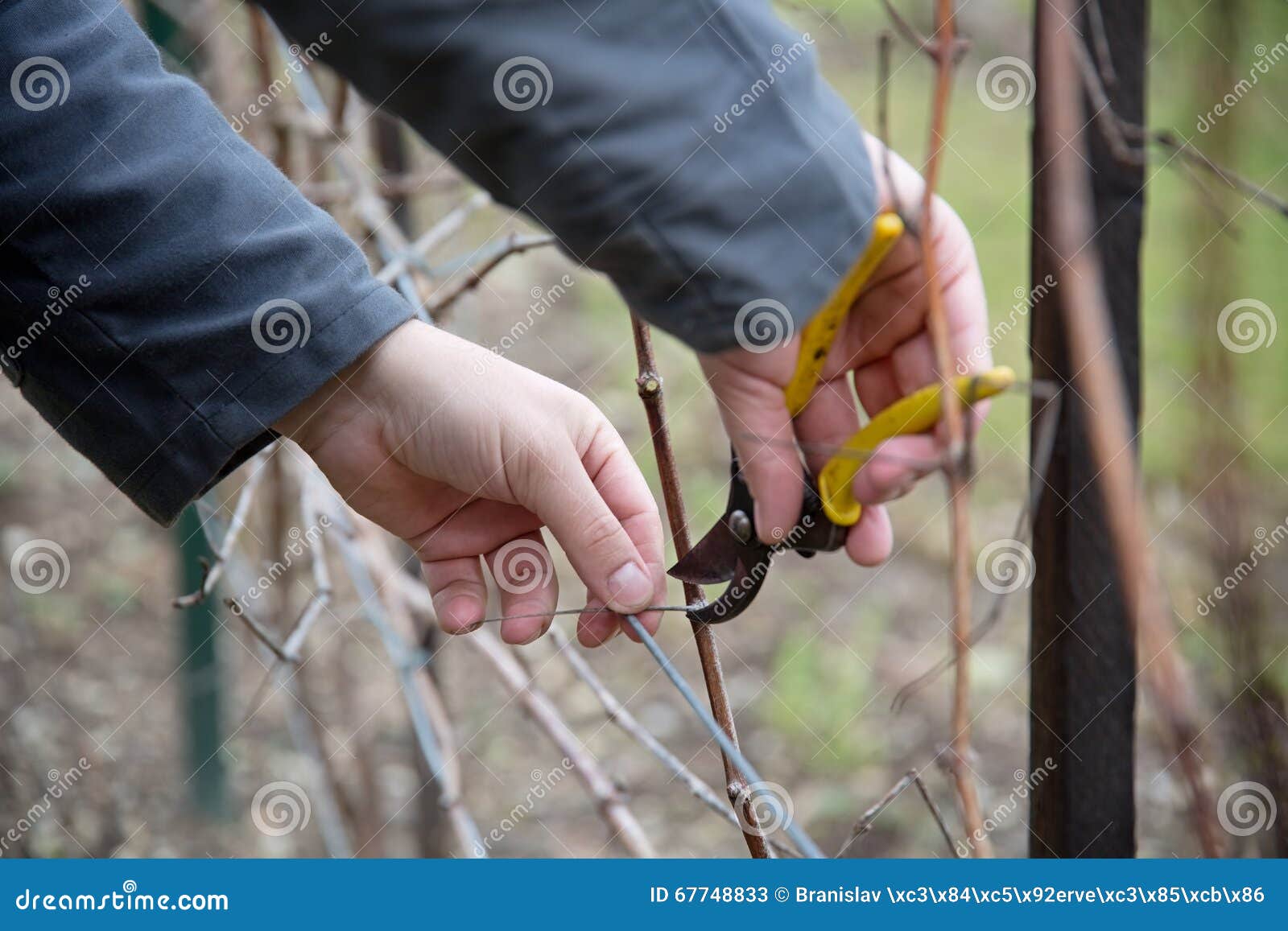 Cutting of the vine stock image. Image of plant, deck - 67748833