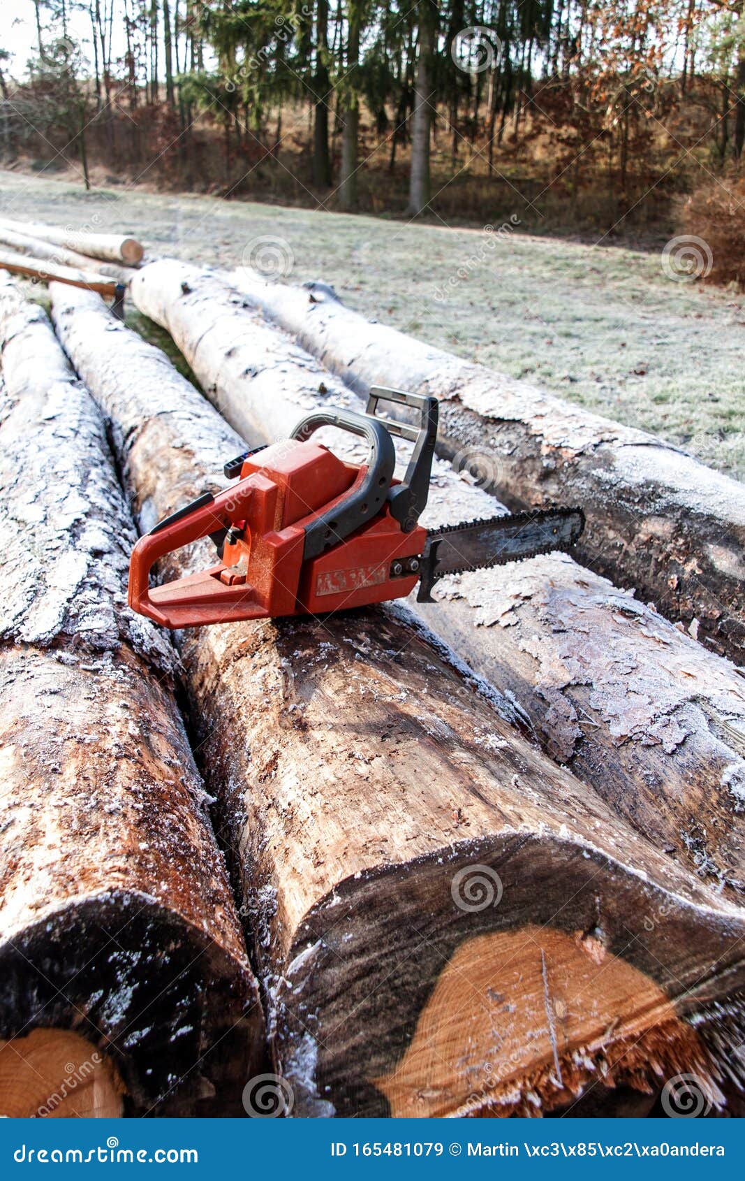 Cutting Wood for Heating. Work in Forest. Pine Trunks on Meadow Stock ...