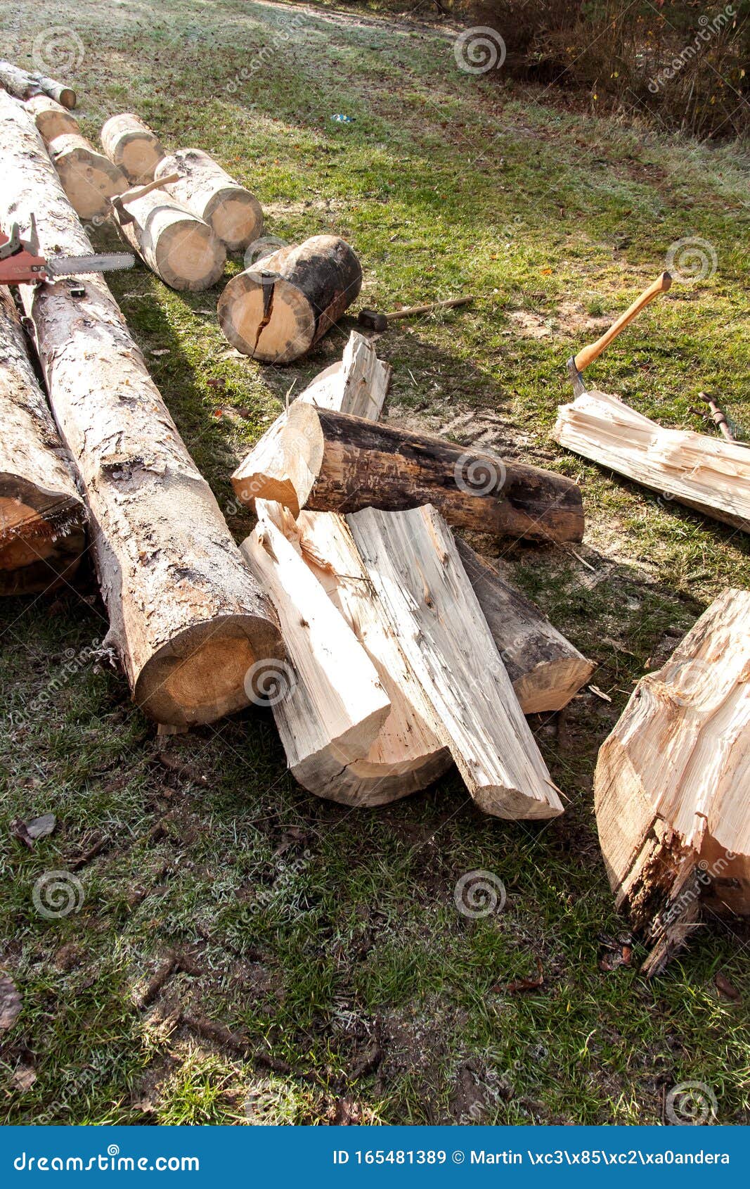 Cutting Wood for Heating. Work in Forest. Pine Trunks on Meadow Stock ...