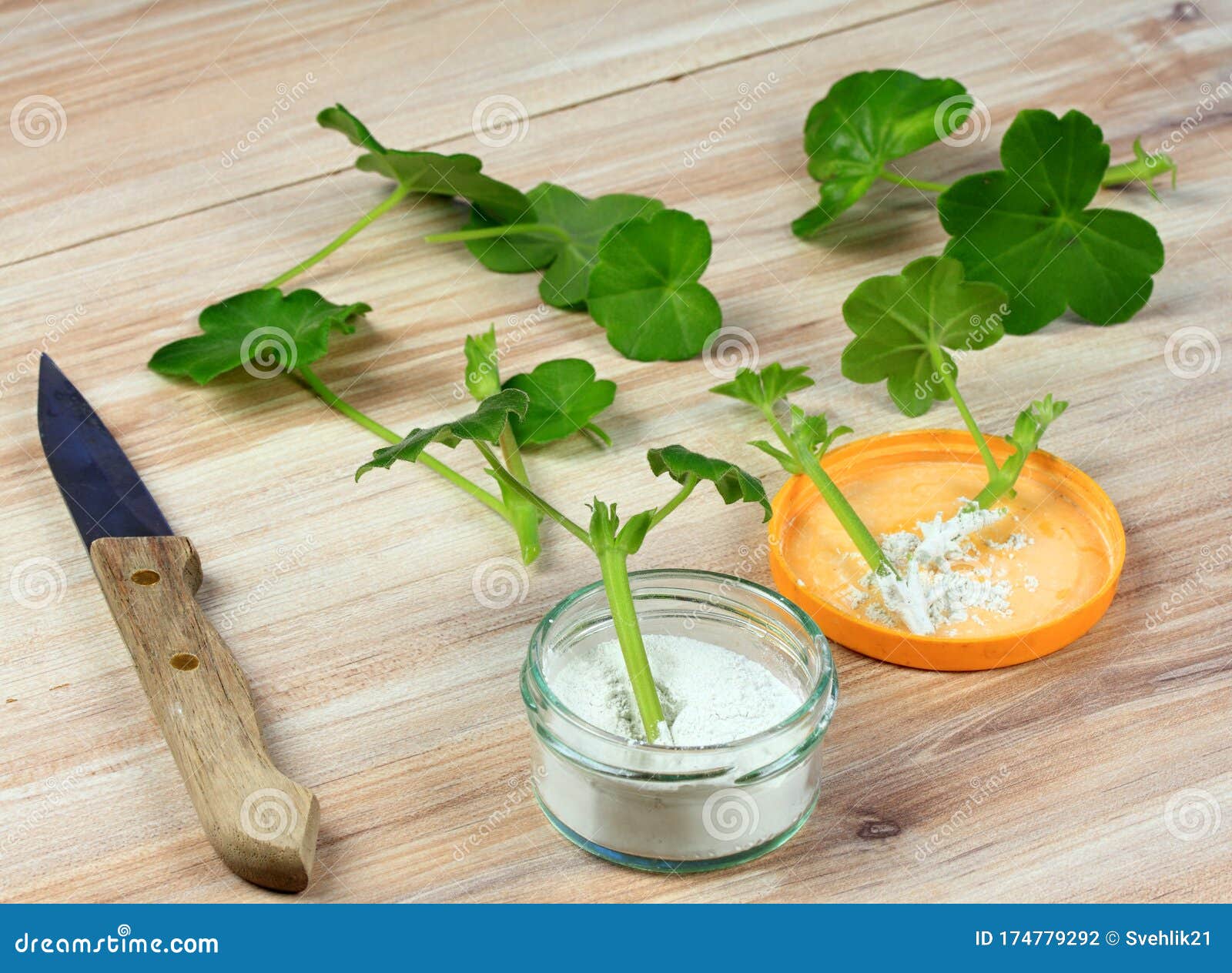 Cuttings of Geranium and Stimulator Stock Photo - Image of stimulator ...