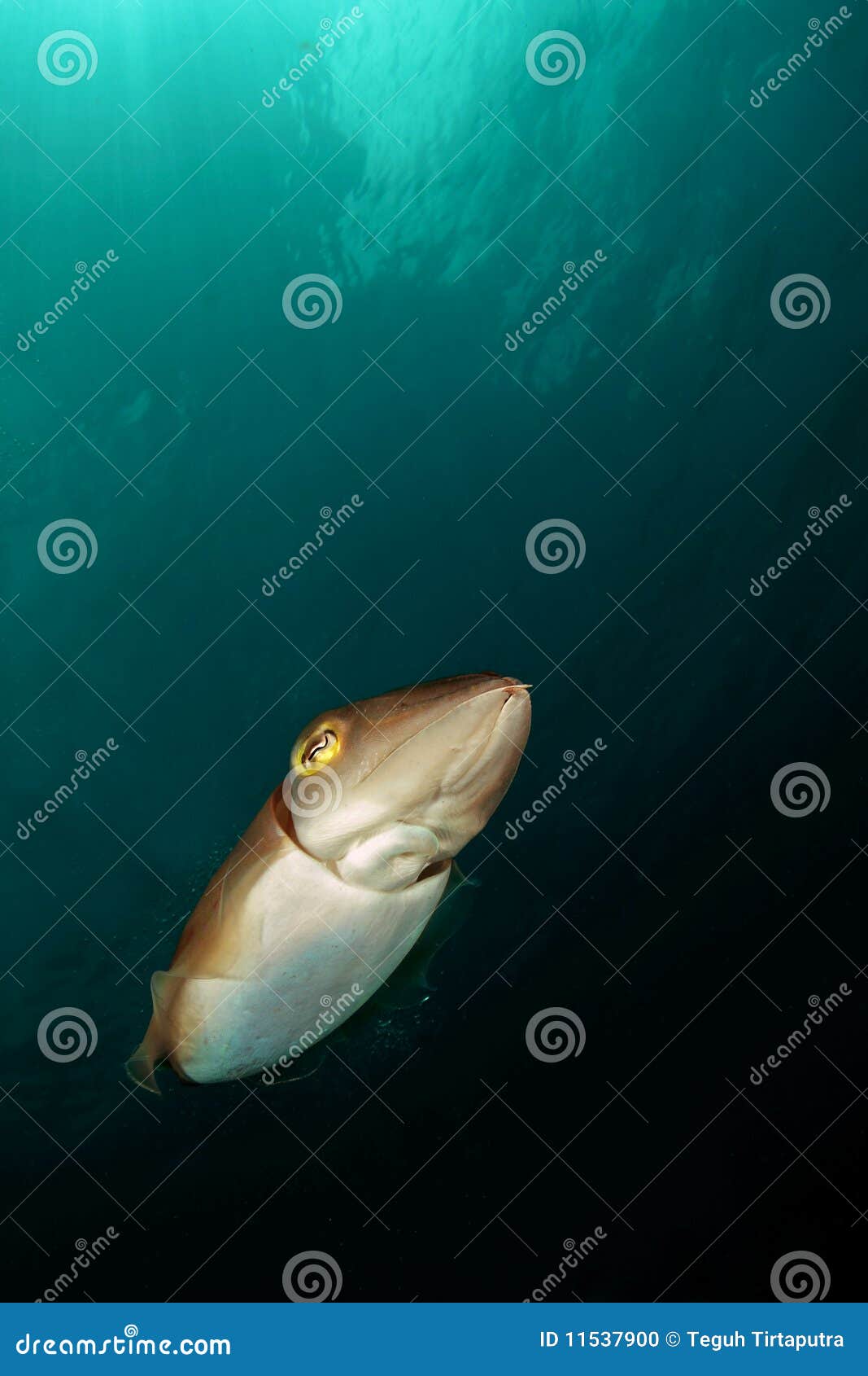 Cuttle fish stock photo. Image of fish, underwater, ocean - 11537900