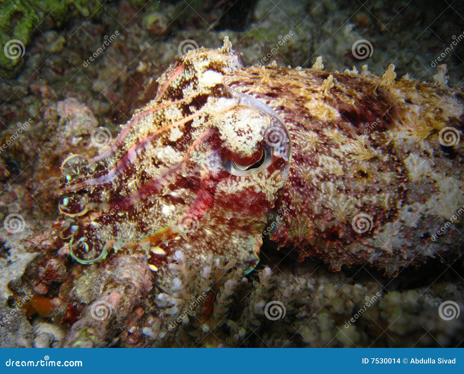 Cuttle fish stock photo. Image of underwater, lagoon, cuttle - 7530014